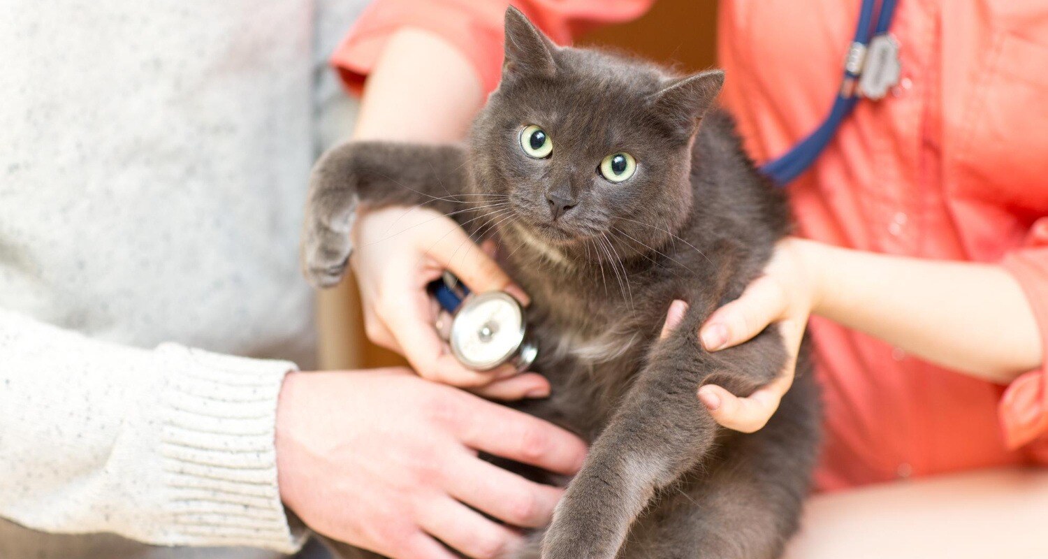 Everything You Need to Know About Preventative and Reactive Pet Care