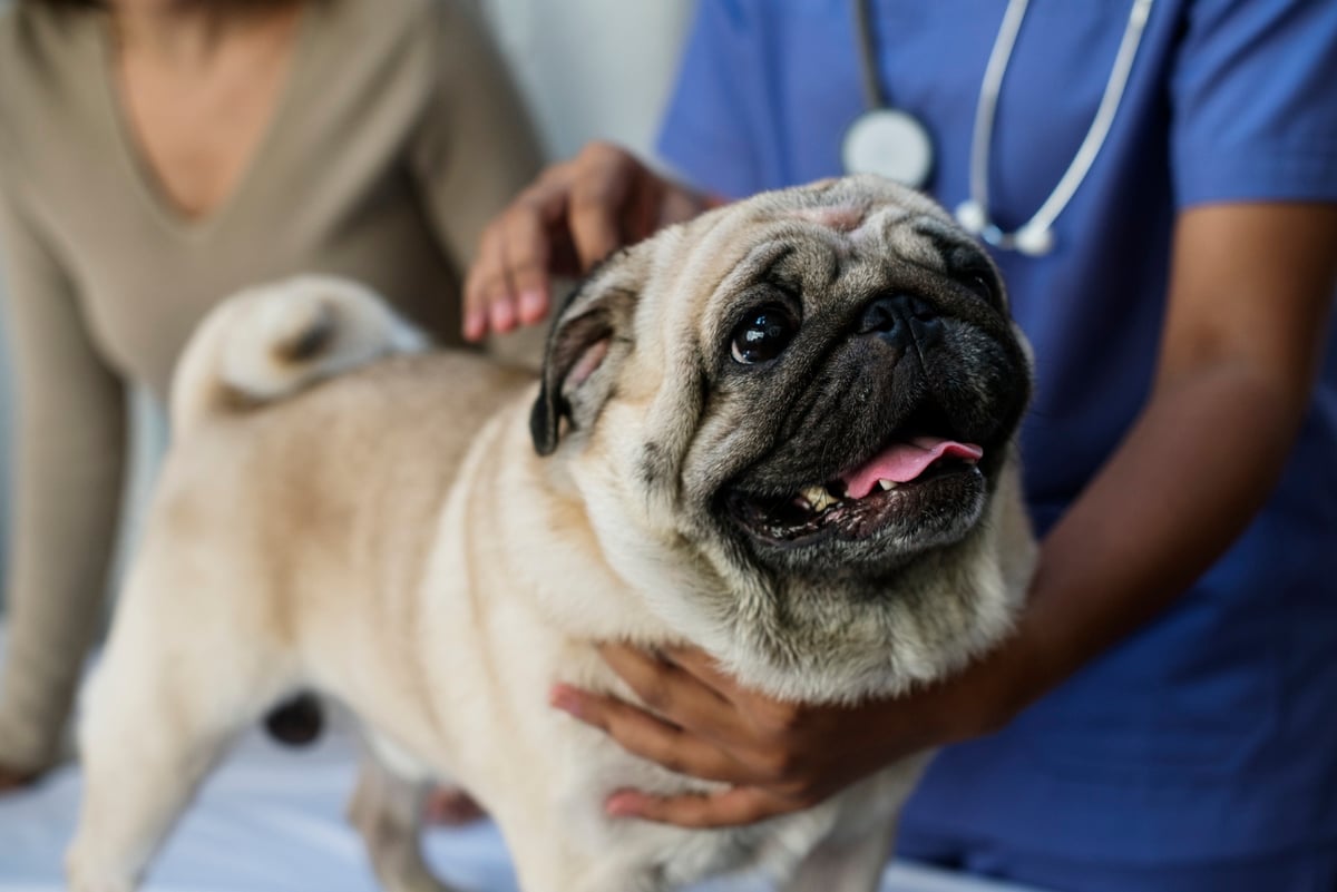What to Expect at a Pet Annual Wellness Visit
