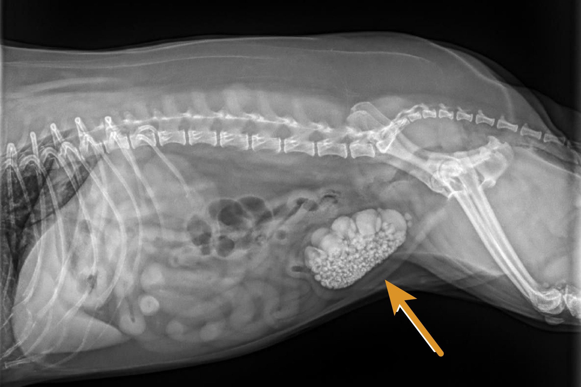 Common Symptoms of Bladder Stones in Pets and How to Treat Them